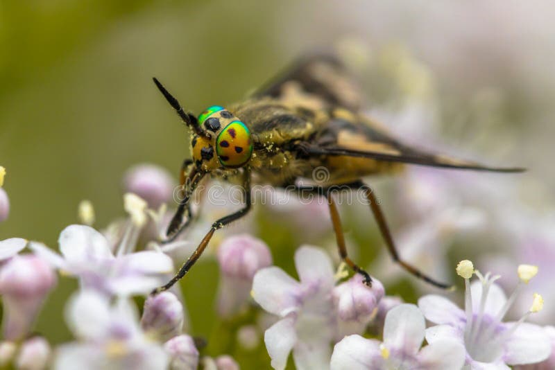 Twin-lobed Deerfly, Chrysops Relictus Stock Image - Image of close ...