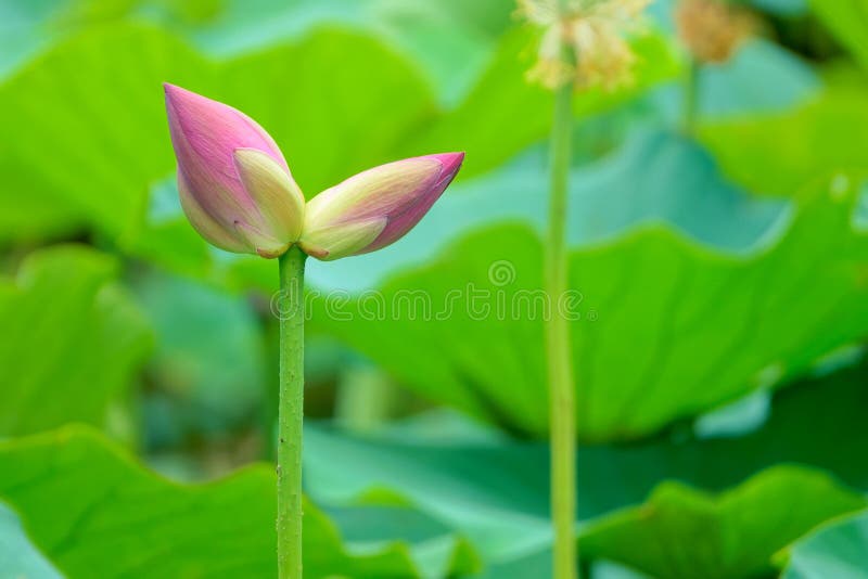 Twin Lotus Buds on One Stalk Stock Photo - Image of lotus, buds: 154955340