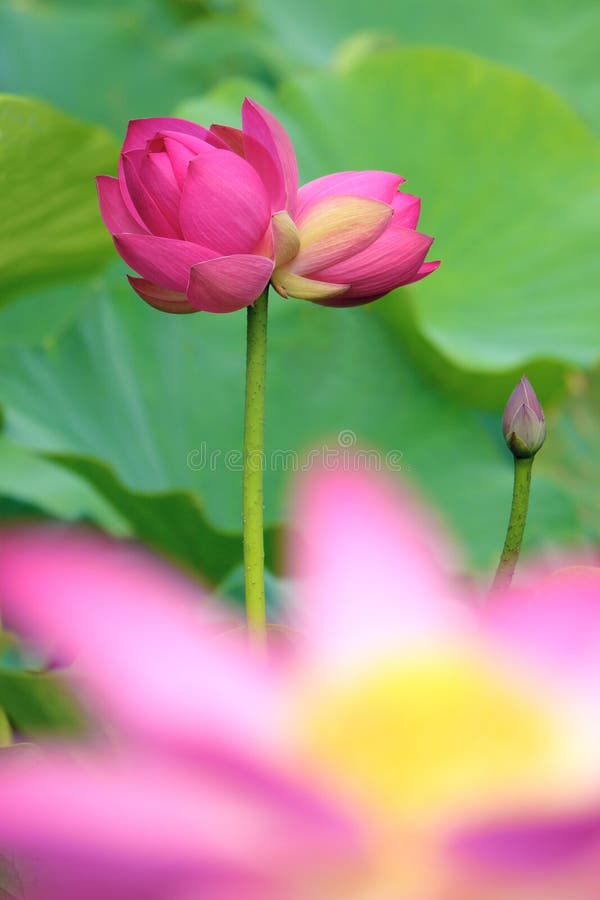 Twin Lotus Buds on One Stalk Stock Photo - Image of bloom, stalk: 154955418