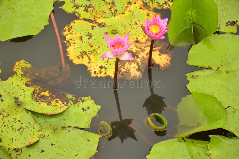 Twin Lotus Float on the Pond. Stock Photo - Image of outdoor, floral ...