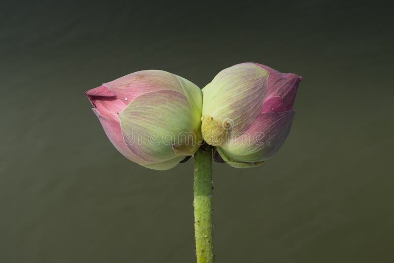 Twin Lotus In Natural In Thailand Stock Photo - Image of violet ...