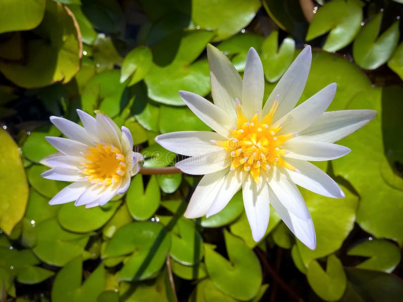 Twin lotus stock photo. Image of leaf, summer, macro - 96521308