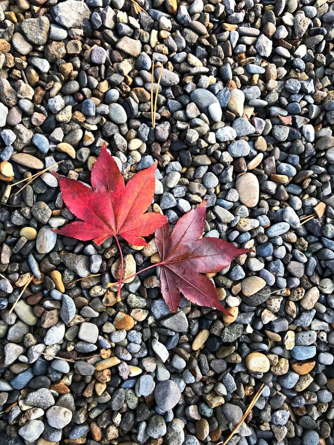 Maple are Collapse on Each Other after Falling Stock Photo - Image of ...