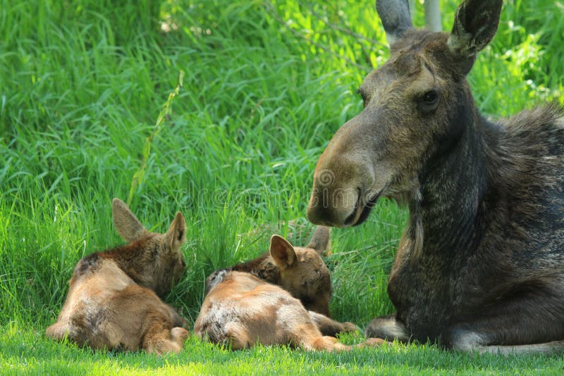Twin Moose at Rest stock image. Image of mountains, rest - 42750449