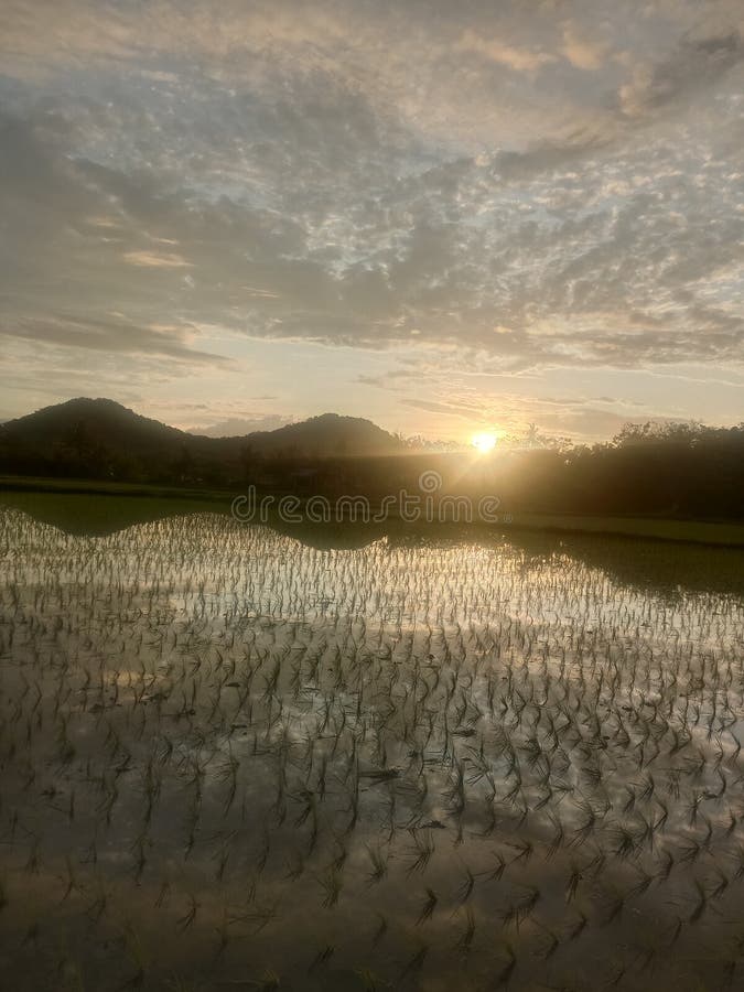 Twin Mountains, Sunrise, Rice Fields, Newly Planted Rice, Reflection of ...