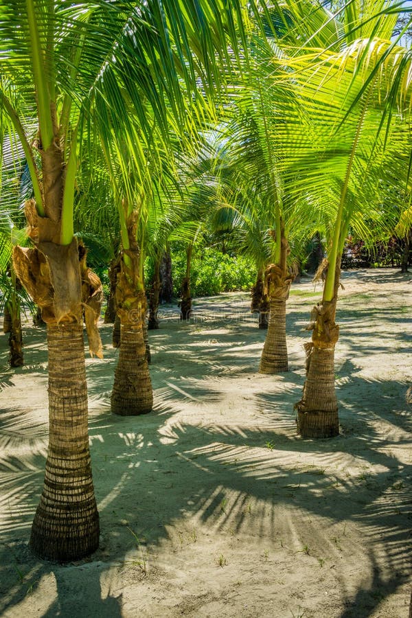 Twin Palm Tree Row stock photo. Image of palm, sunny - 66245726