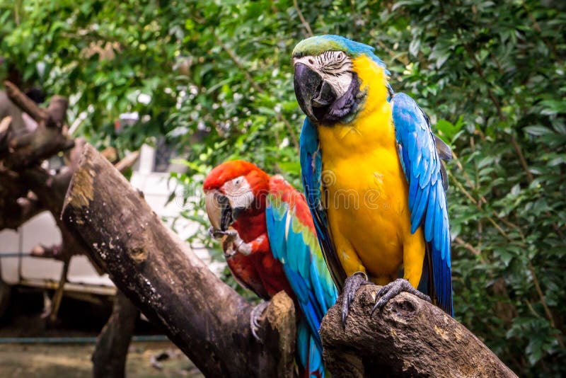 Twin Parrots stock image. Image of beautiful, green, island - 98407139