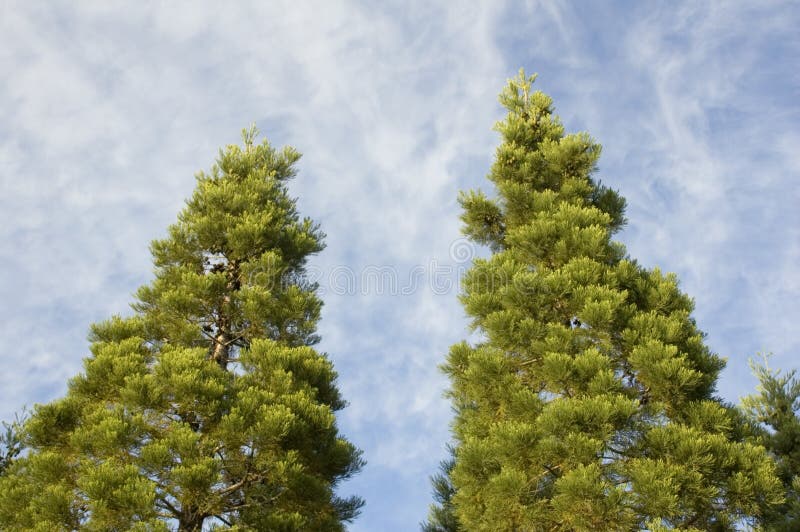 Twin Pine Trees stock image. Image of conifer, washington - 5842527