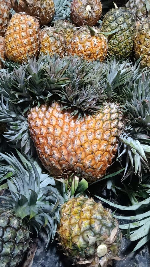 Twin pineapples stock image. Image of leaf, cactus, food - 264150079