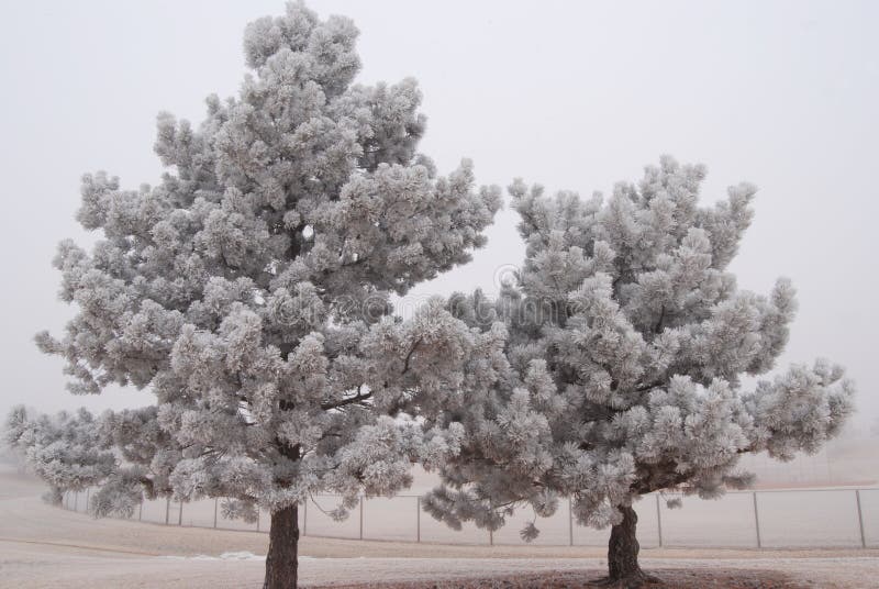 Twin Pines Picture. Image: 4318067