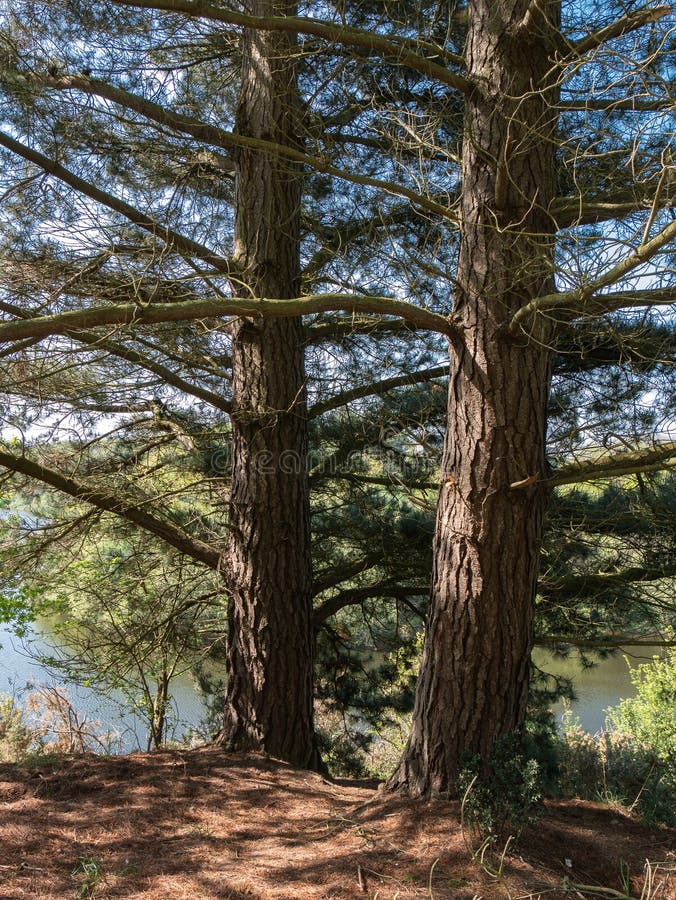 Twin pines stock image. Image of wood, flower, tree - 246576369