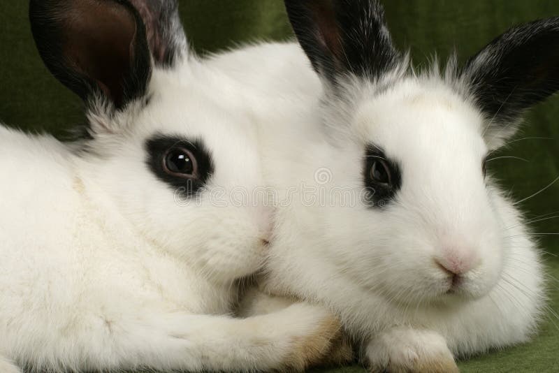 Twin rabbits stock photo. Image of animal, pretty, rabbit - 4169902
