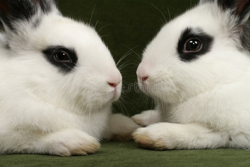 Twin rabbits stock image. Image of rodent, fine, little - 4182693