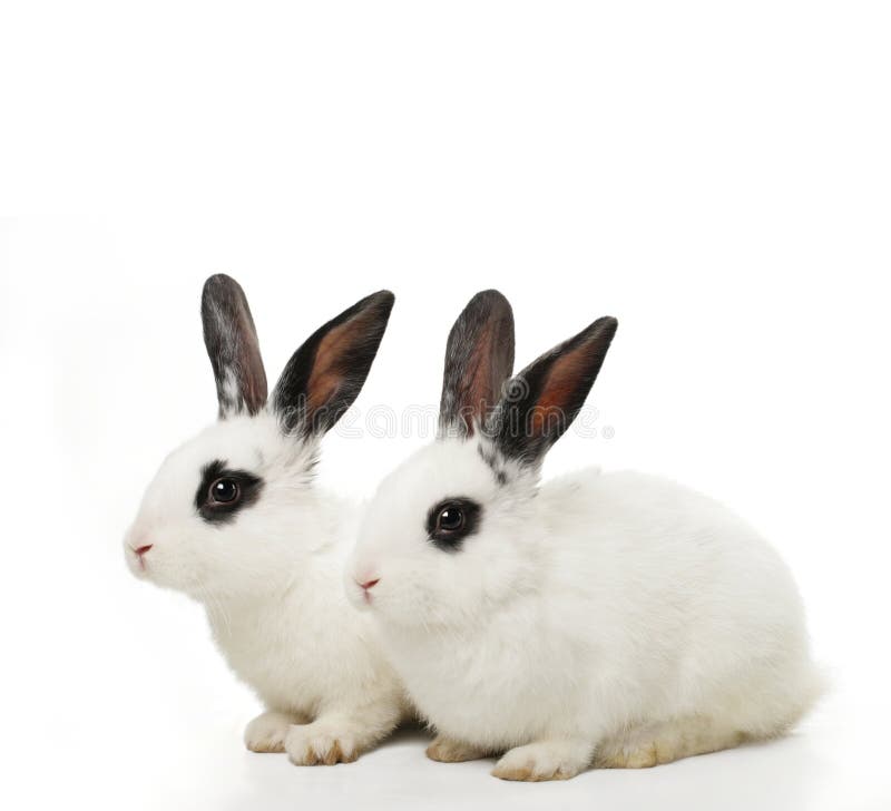 Twin rabbits stock image. Image of young, face, twin, rodent - 4376163