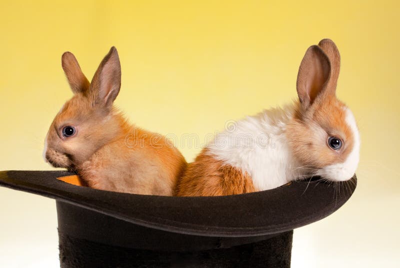 Twin rabbits in a top hat stock image. Image of tophat - 19492873