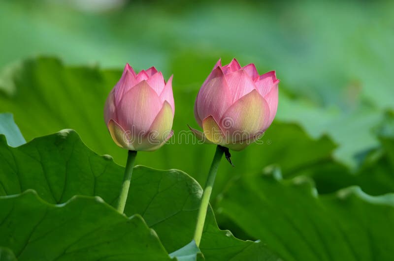 Twin Red Lotus stock photo. Image of attractive, flood - 9705598