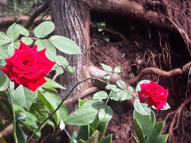 Twin Red Rose stock image. Image of tree, nature, flower - 274459017