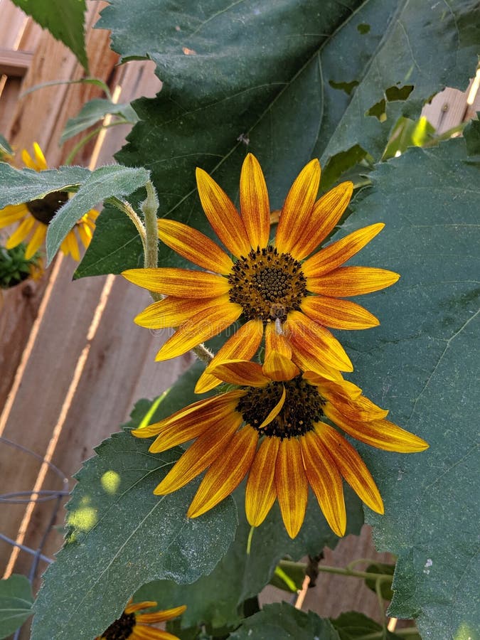 11,791 Red Sunflowers Stock Photos - Free & Royalty-Free Stock Photos ...