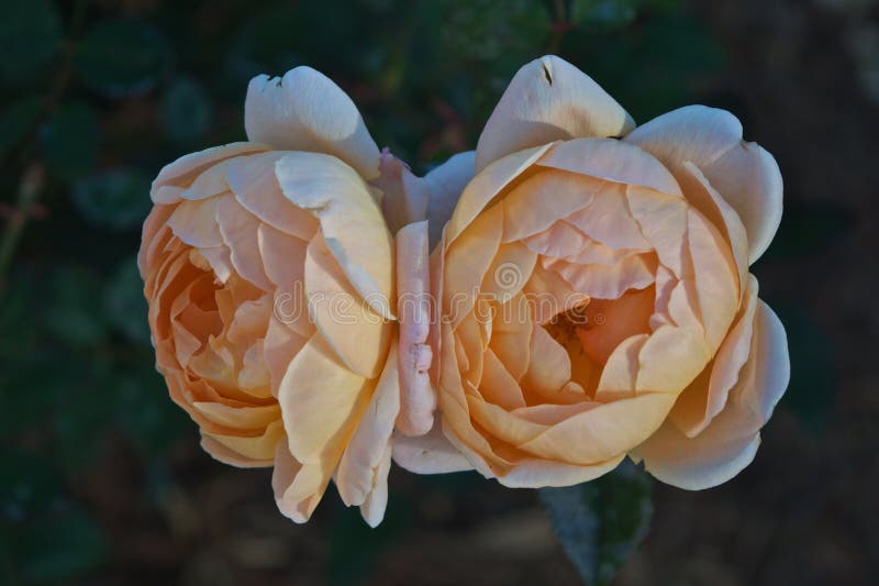 Twin Roses stock photo. Image of roses, garden, pale - 86671832