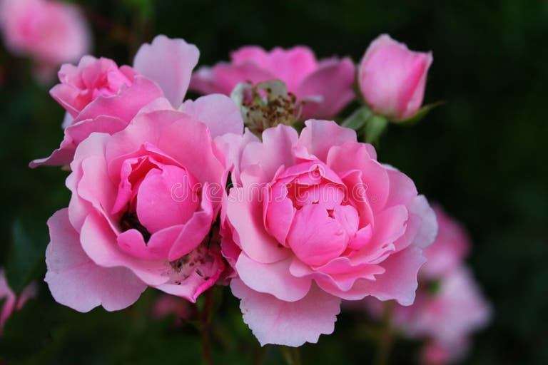 Twin roses stock image. Image of nature, view, roses - 72360161