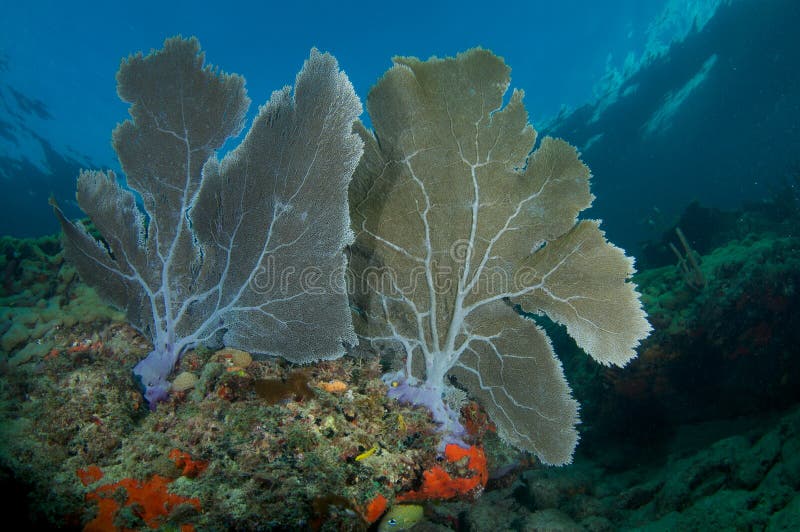 Twin Sea Fans on a Coral Ledge Stock Image - Image of gorgonian ...