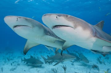 Twin sharks stock image. Image of animal, wildlife, lemon - 8999381