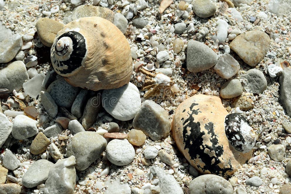 Twin shells stock photo. Image of stones, still, zoological - 92354902