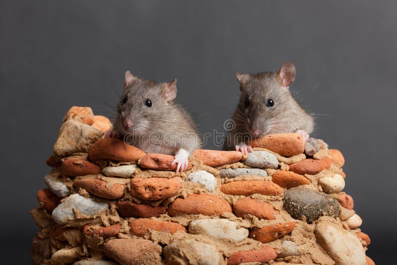 Twin Rats Stock Photos - Free & Royalty-Free Stock Photos from Dreamstime