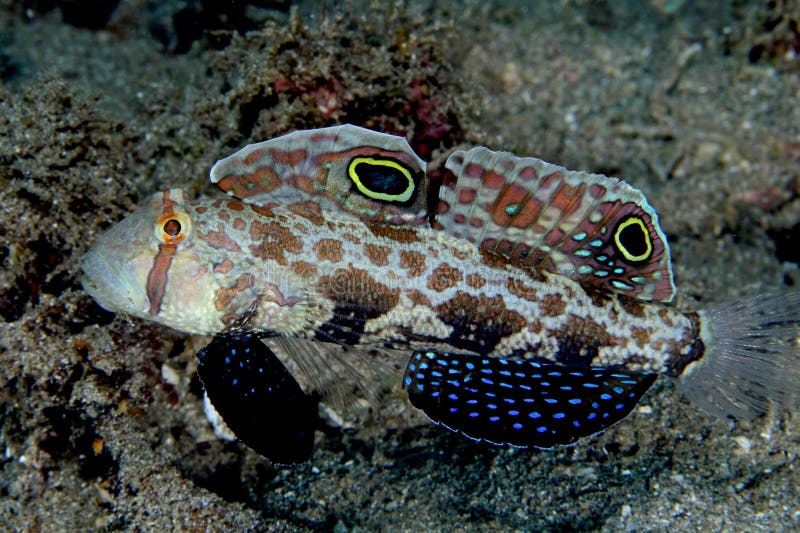 Twin spot goby fish stock image. Image of twin, manado - 11522681