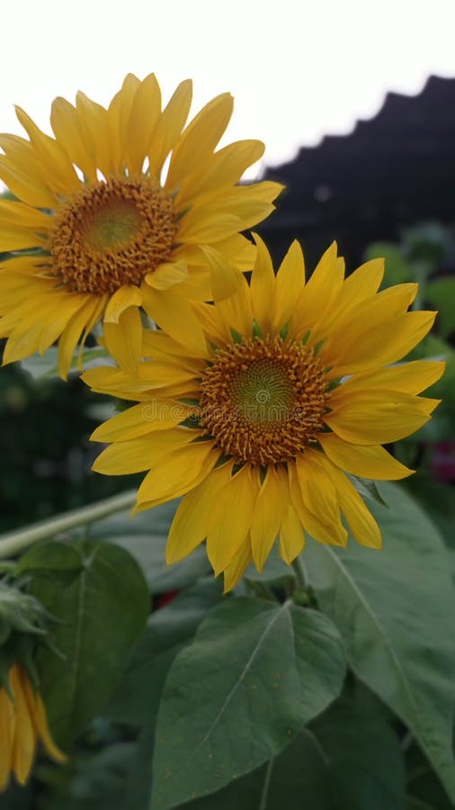 Twin Sunflower in Afternoon Stock Photo - Image of flower, twin: 245530174