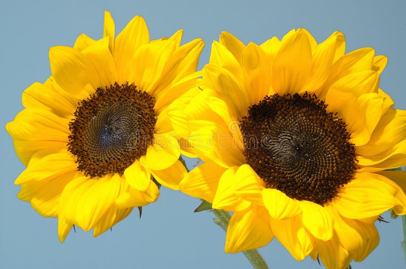 Twin Sunflowers stock image. Image of petals, sunflower - 19301