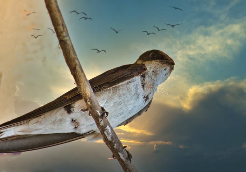 Swallow stock photo. Image of tailed, twin, bird, sunset - 179644346
