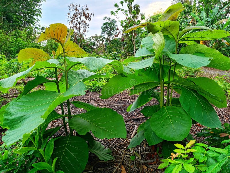 Twin Teak Trees Grow Side by Side Stock Photo - Image of beauty, asian ...