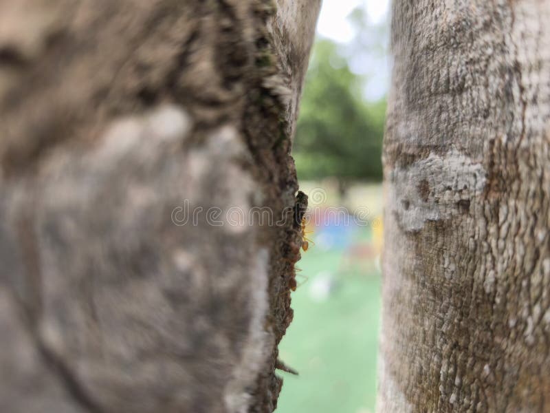 Twin Tree Trunks from Above – Close-Up of Split Tree Bark on Green ...