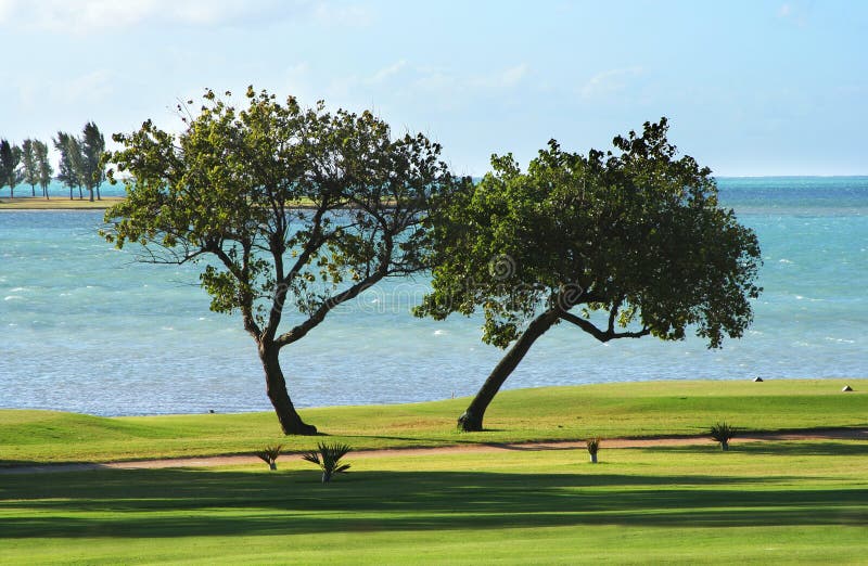 Various trees stock vector. Illustration of leaved, frond - 3134761