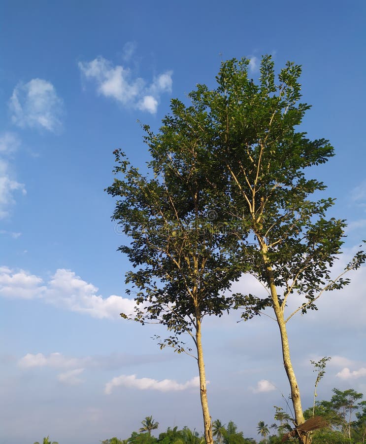 The twin trees stock photo. Image of branch, hill, green - 200475358