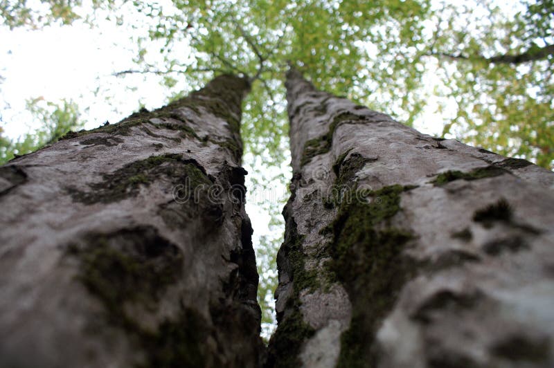 Parallel Trees stock image. Image of view, trees, parallel - 227795