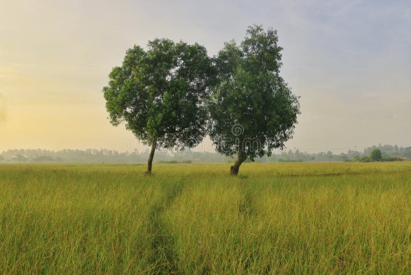 Twin Trees stock photo. Image of park, refreshing, twinny - 114554278