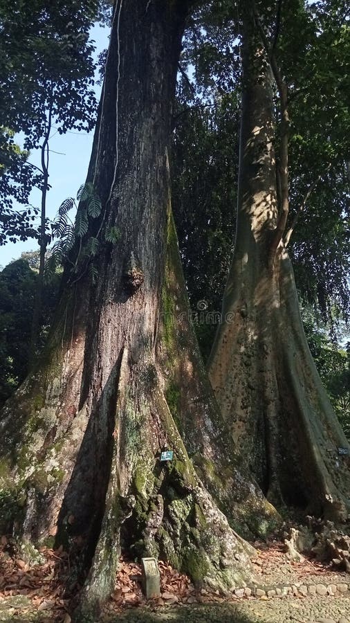 Matchmaking Tree Bogor Botanical Gardens Stock Image - Image of trees ...