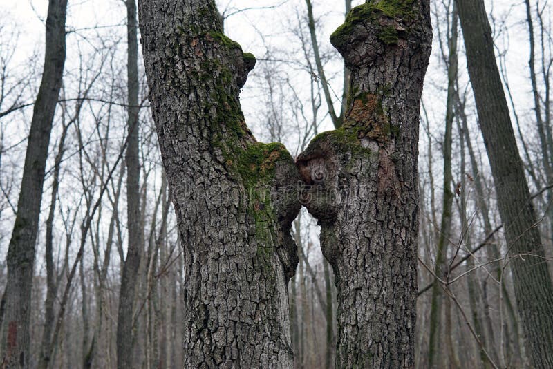 Two Tree Trunks Curved Towards Each Other Stock Image - Image of leaves ...