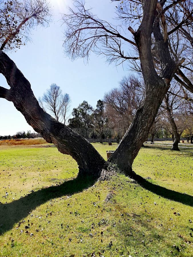 Tree stock photo. Image of shadow, trees, tree, plant - 118669556