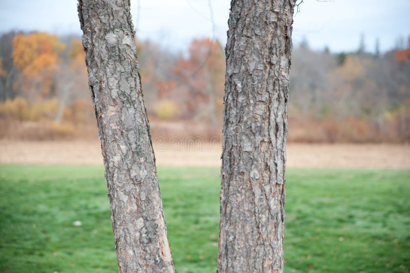 Twin Trees stock photo. Image of autumn, field, foliage - 85936684