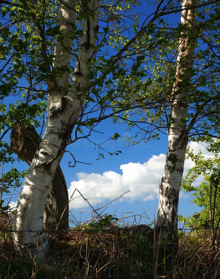 Twin Trunks of Silver Birch Flanking the Deepest of Blue Skies. Stock ...