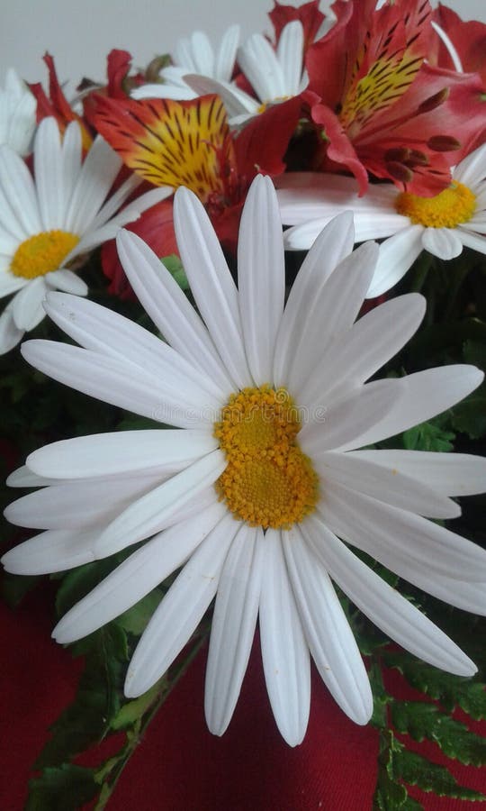 Twin stock image. Image of heart, twin, yellow, malmequer - 55276785