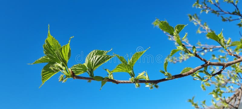 Twing Leaf One of Mulberry Tree in Spring Season Isolated for ...