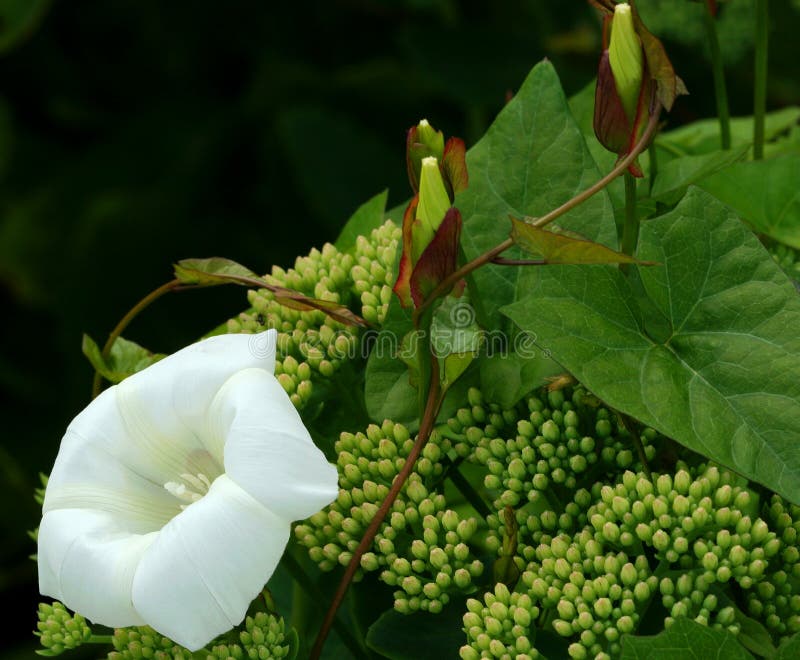 Twining Convolvulus stock image. Image of card, plant, open - 254869
