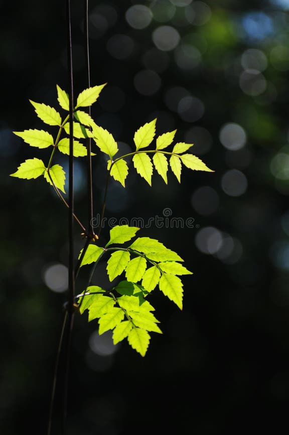 Twinkle leaf stock image. Image of tree, leaf, autumn - 27295425
