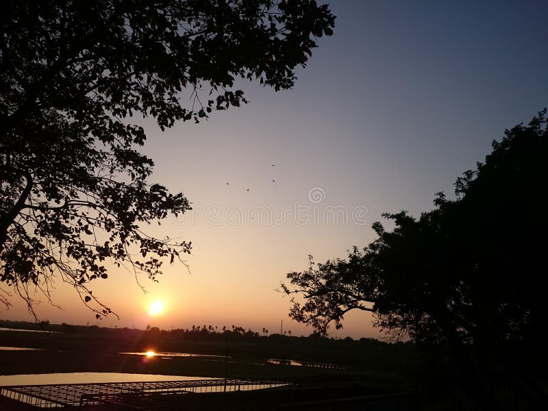 Twinkle Sunset stock photo. Image of bird, sunset, village - 84563124