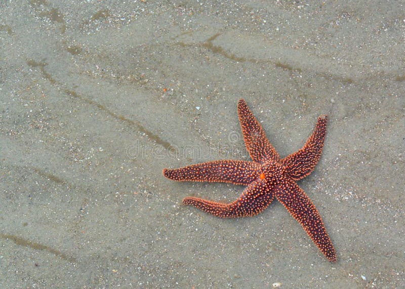 Twinkle Twinkle Little Star Stock Photo - Image of scenic, outdoors ...