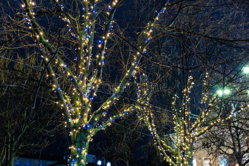 Twinkling Night: Trees Wrapped in Festive String Lights in Urban Park ...